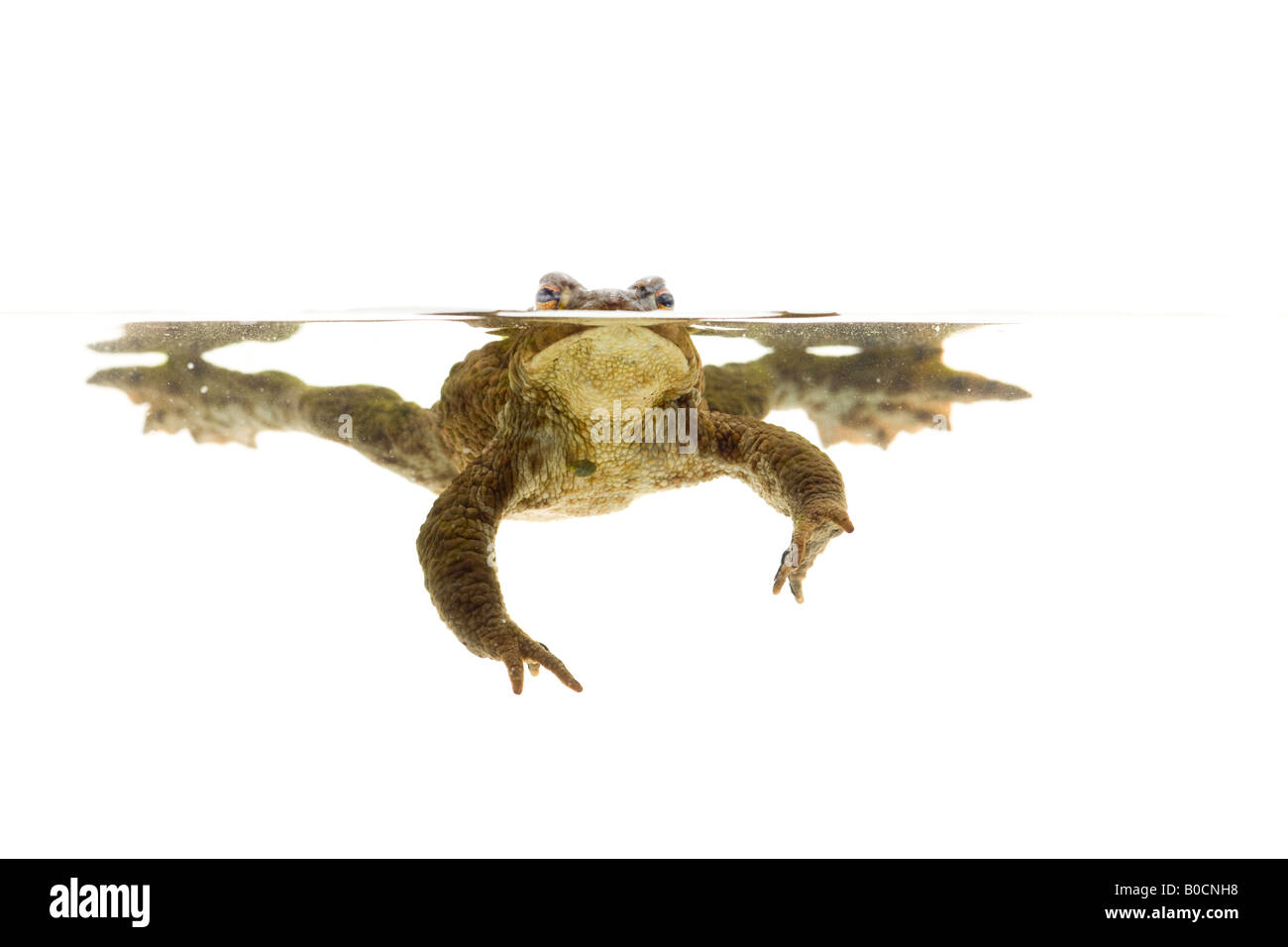 Amphibian in water Cut Out Stock Images & Pictures - Alamy