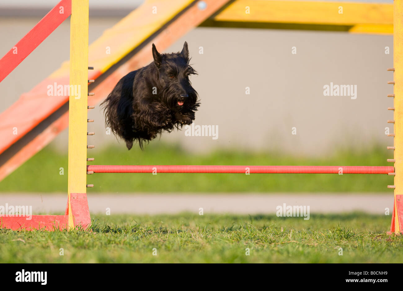 Scottish terrier jumping a hurdle in agility competition Stock Photo ...