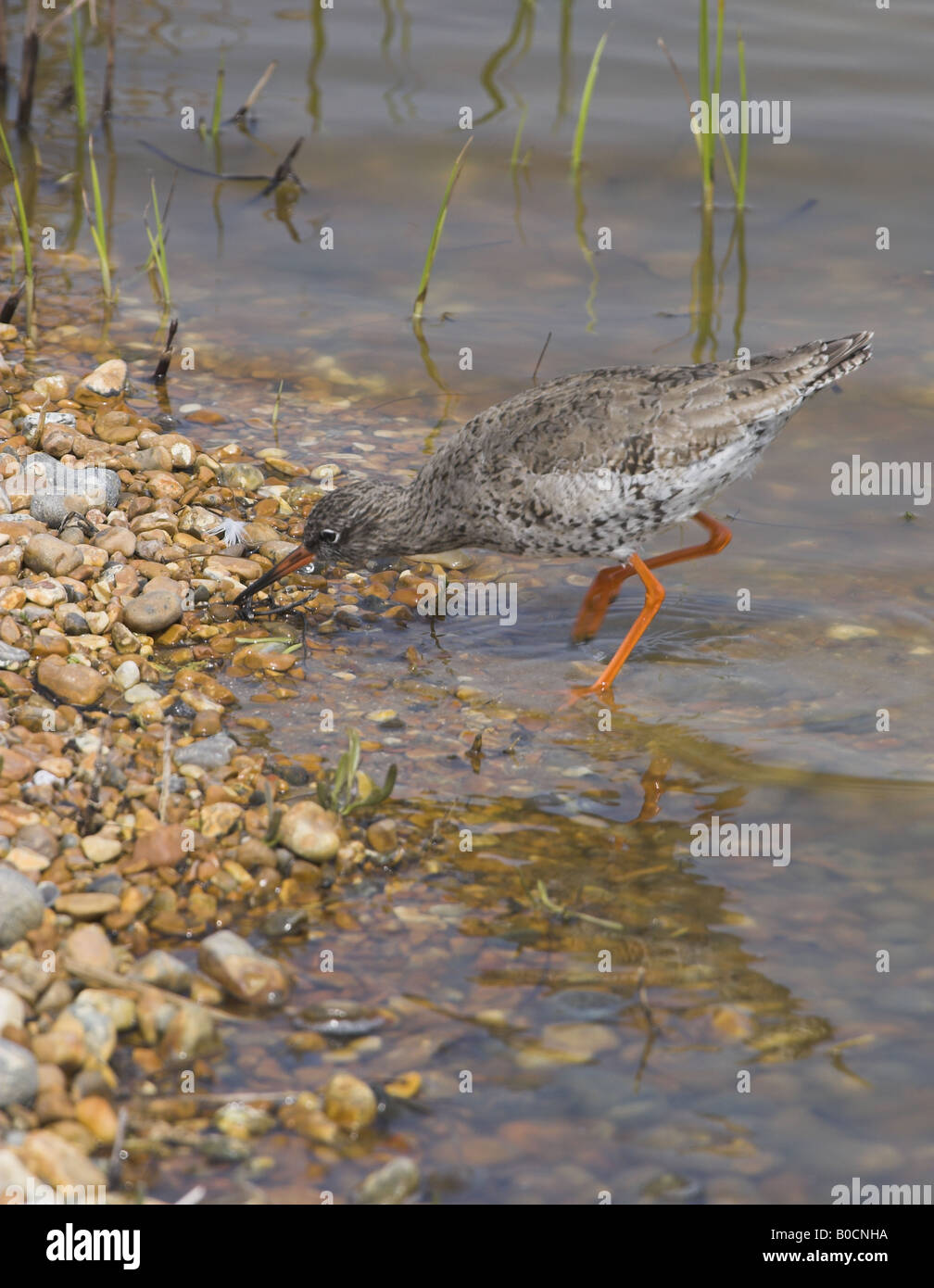Wading red shank hi-res stock photography and images - Alamy