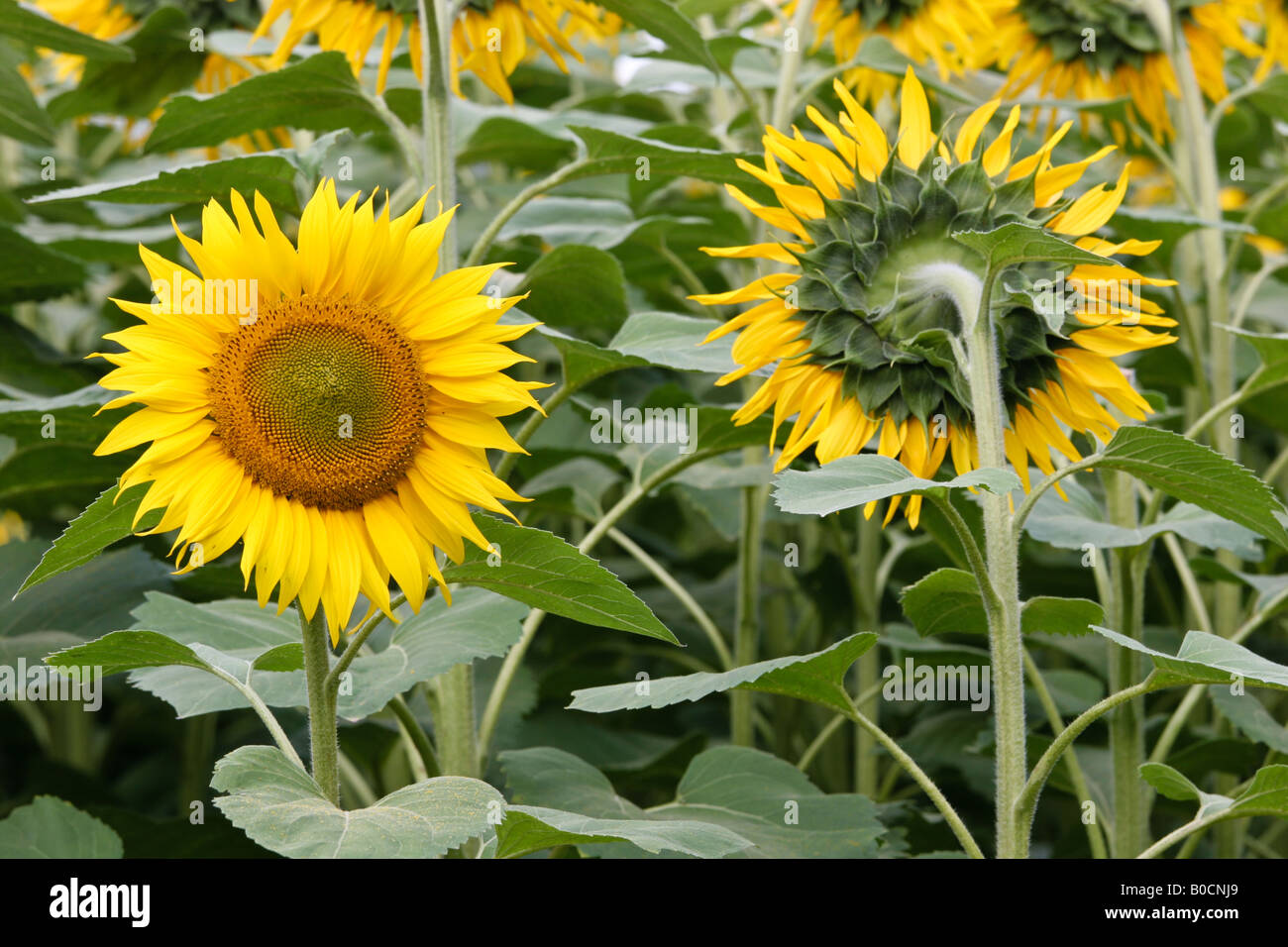 Two sunflower heads facing back and front Stock Photo - Alamy