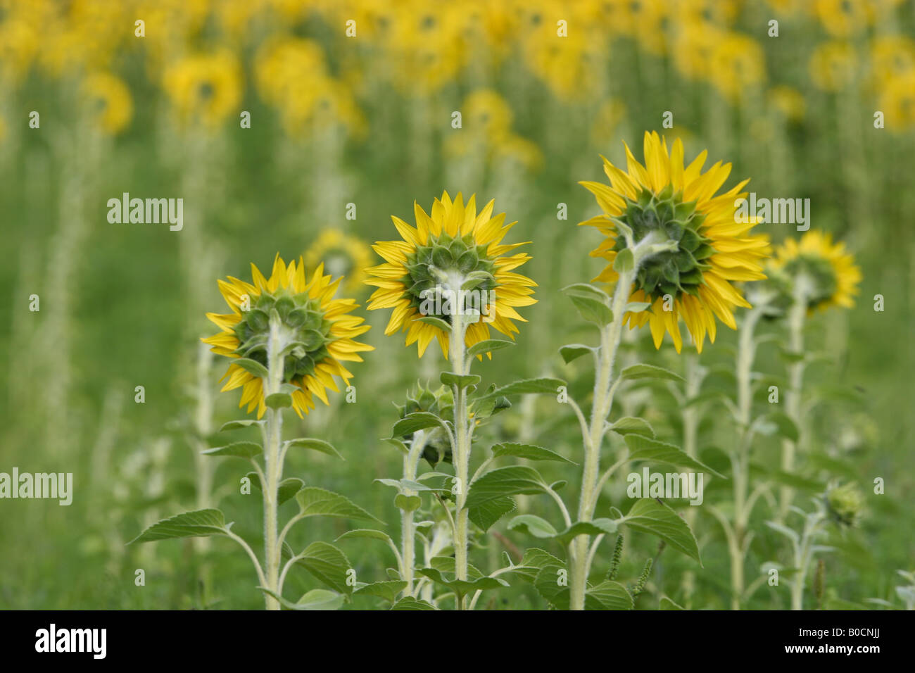 Back of sunflower heads in field Stock Photo - Alamy