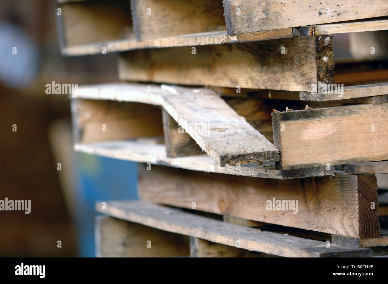 Manufacturing and distribution of wooden pallets Stock Photo - Alamy
