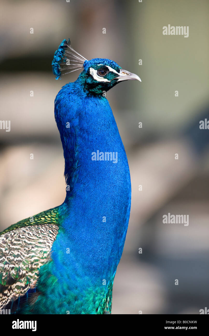 Peahen bird hi-res stock photography and images - Alamy