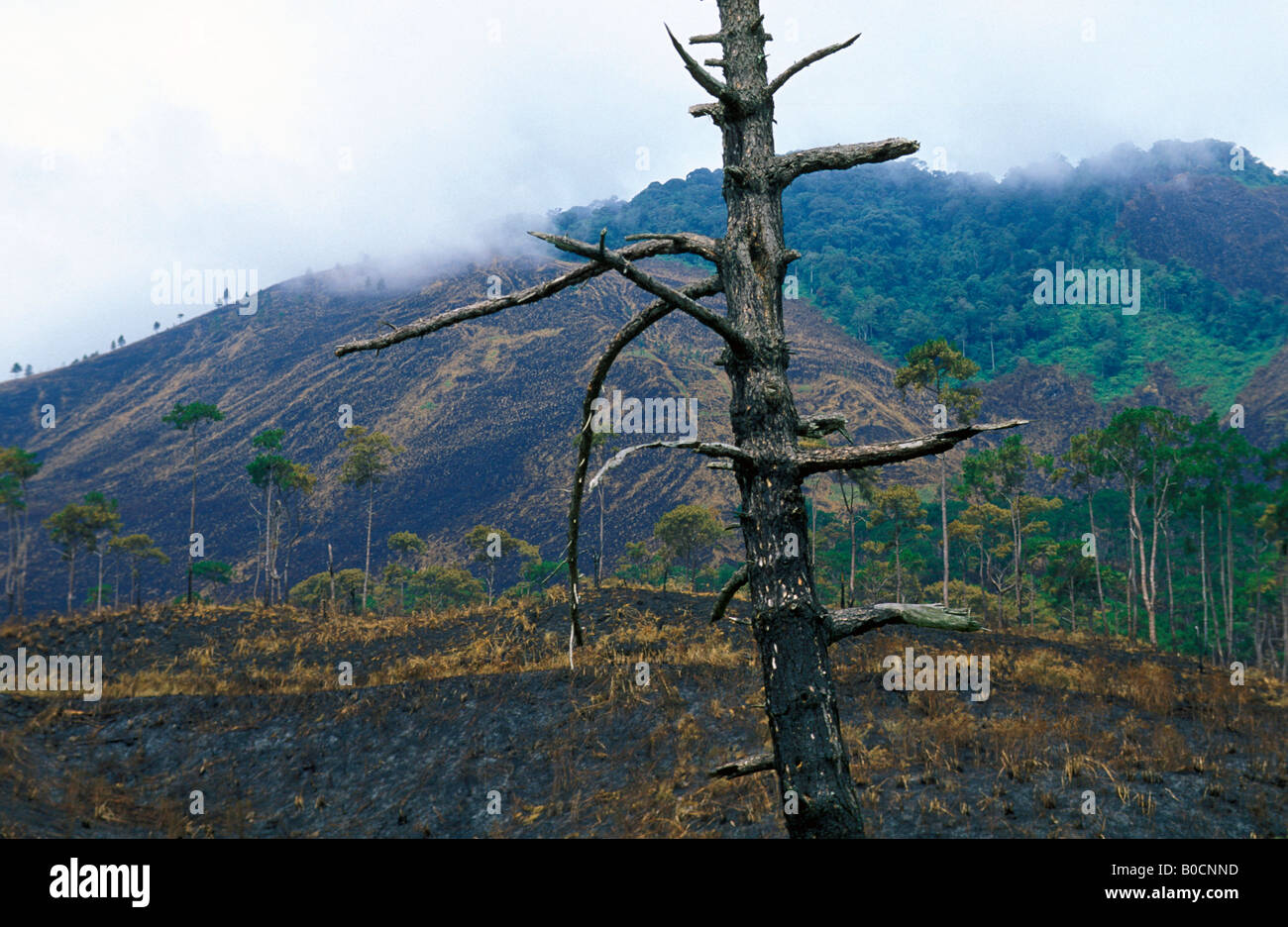 Malaysia hills burned down for agriculture slash and burn method Stock ...