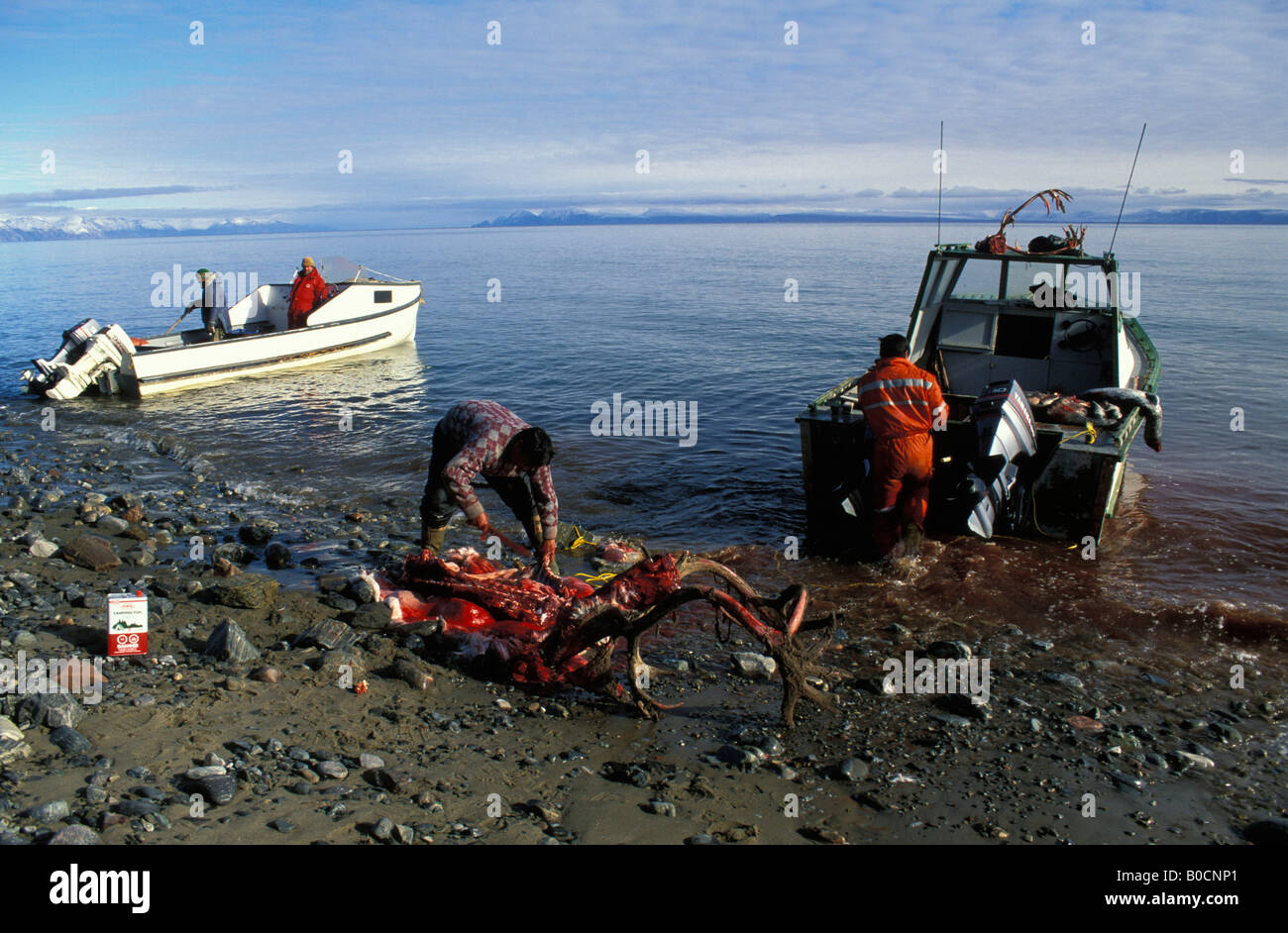Bylot Island Eskimo hunters with a carcass of a caribou Stock Photo - Alamy