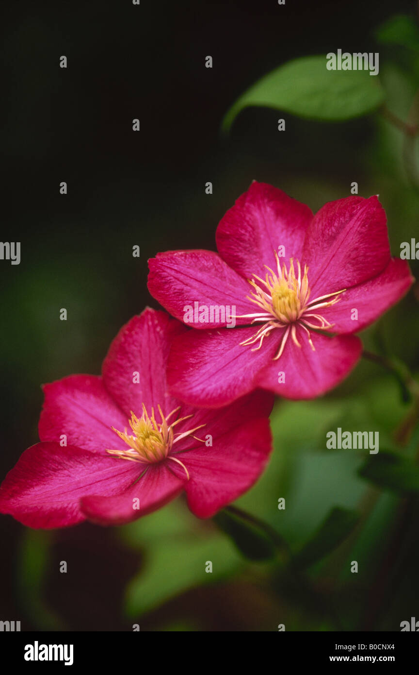 clematis bright magenta pink flower virgins bower Stock Photo - Alamy