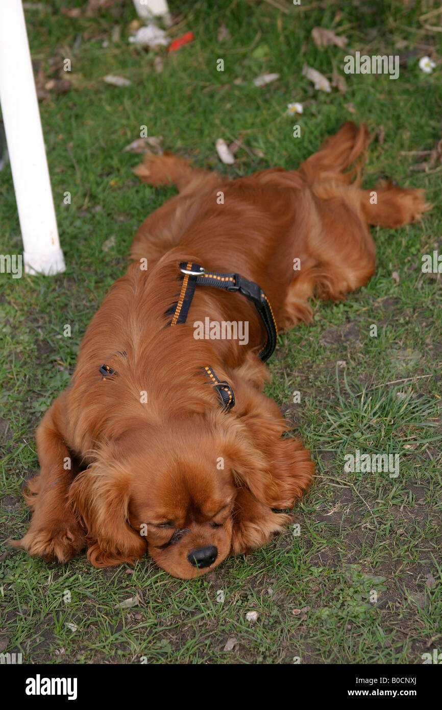 Cavalier King Charles Spaniel ruby Stock Photo - Alamy
