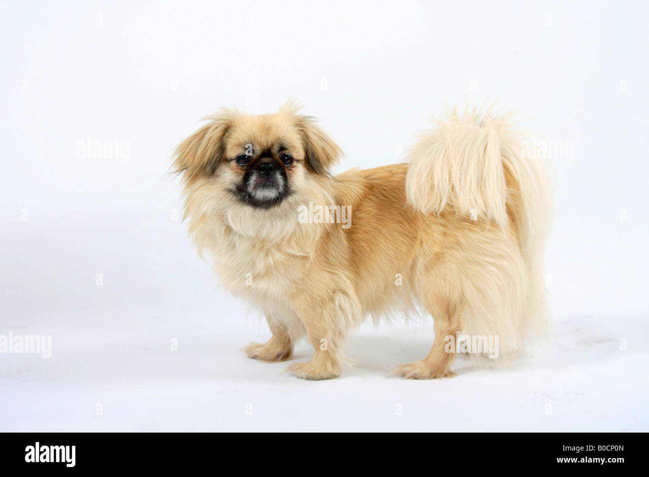 Tibetan spaniel hi-res stock photography and images - Alamy