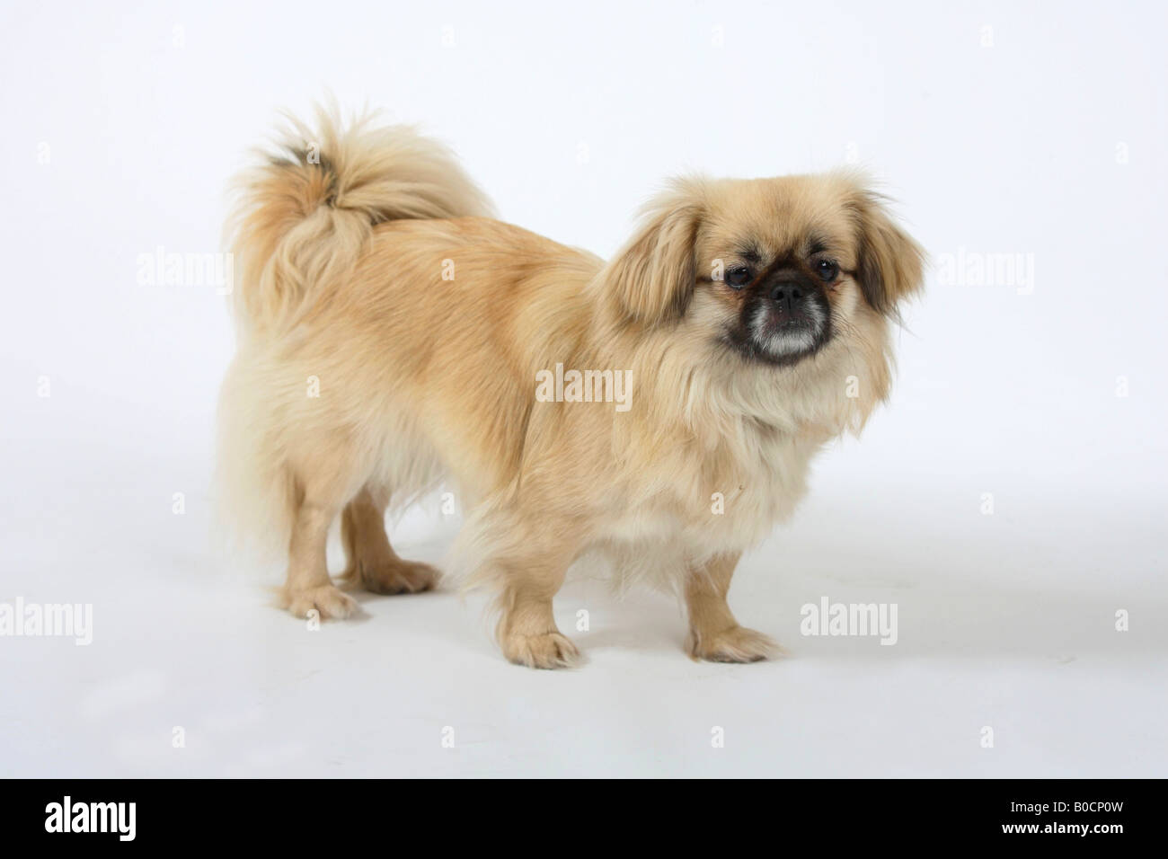 Tibetan spaniel dog standing hi-res stock photography and images - Alamy