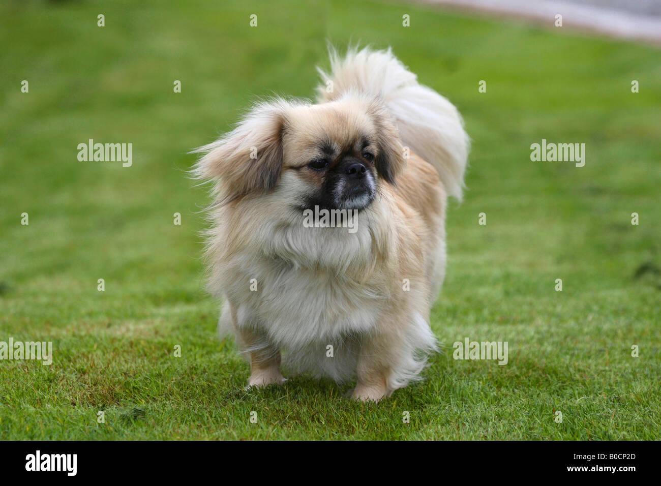 Tibetan spaniel dog hi-res stock photography and images - Alamy
