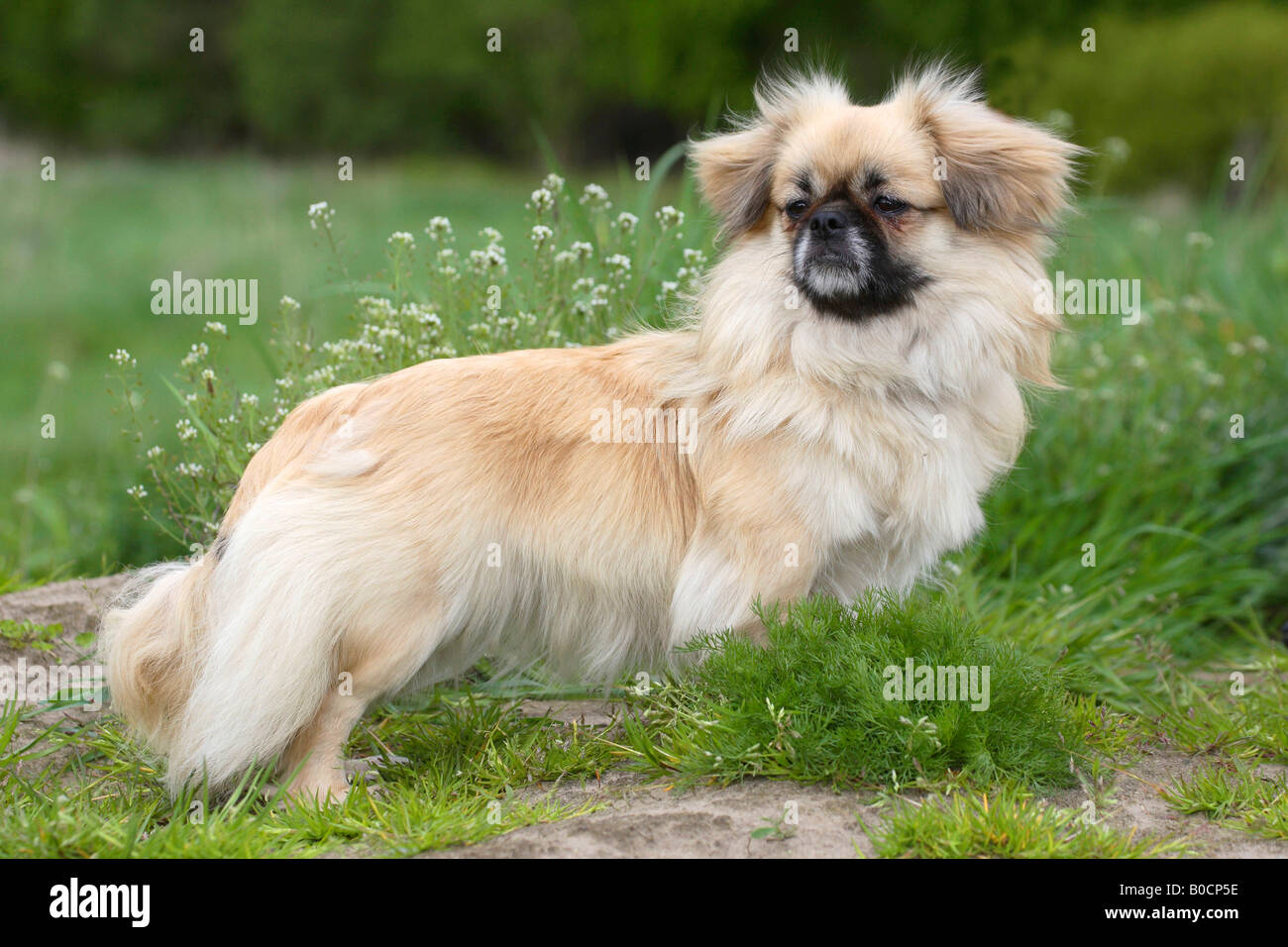 Tibetan spaniel hi-res stock photography and images - Alamy