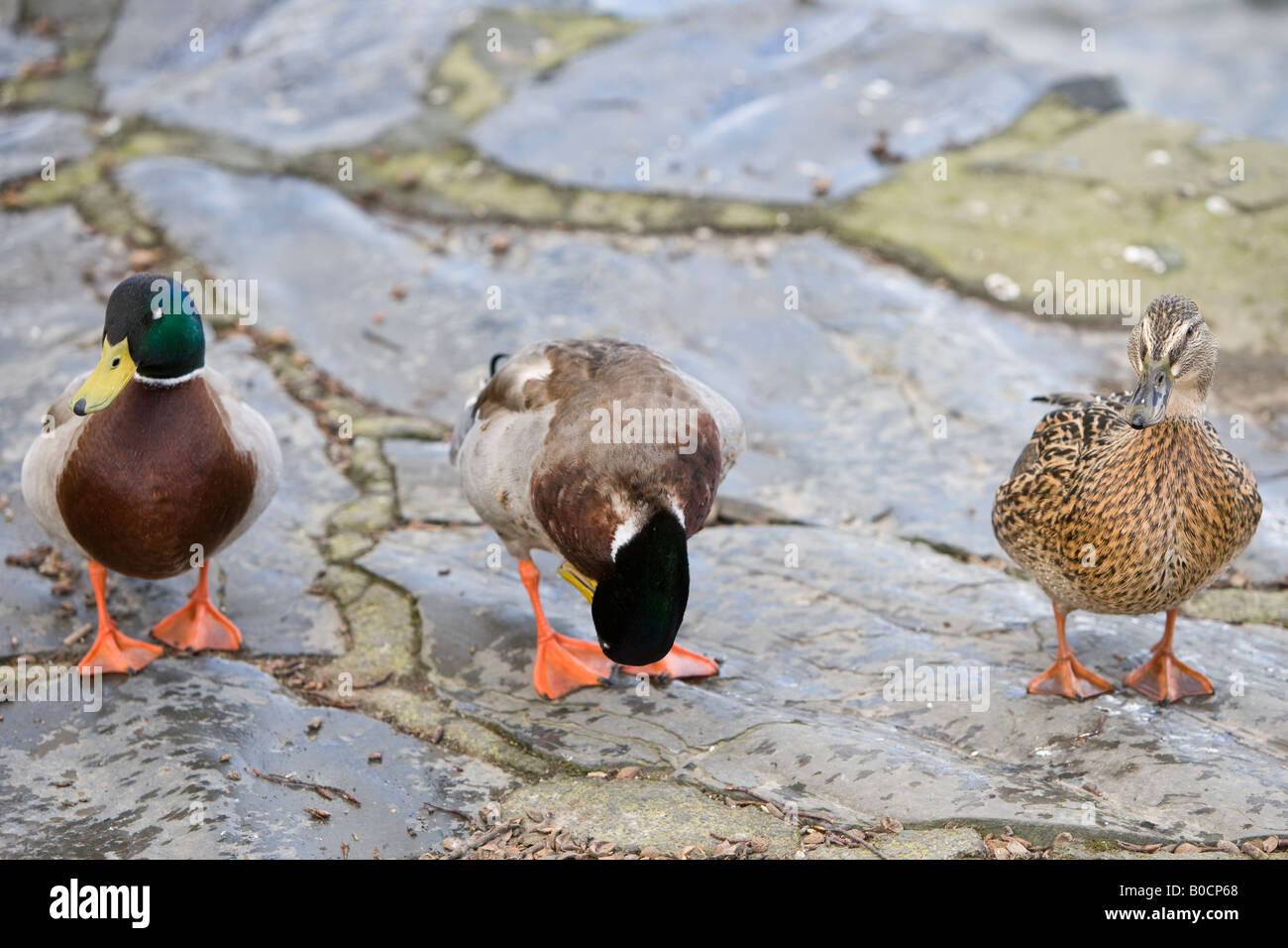 Three ducks walking in a line on cabbled path Stock Photo - Alamy