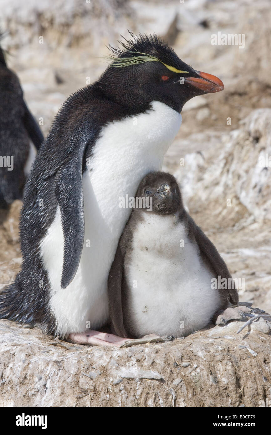 Rockhopper Penguin (eudyptes chrysocome) and young chick, Falkland ...