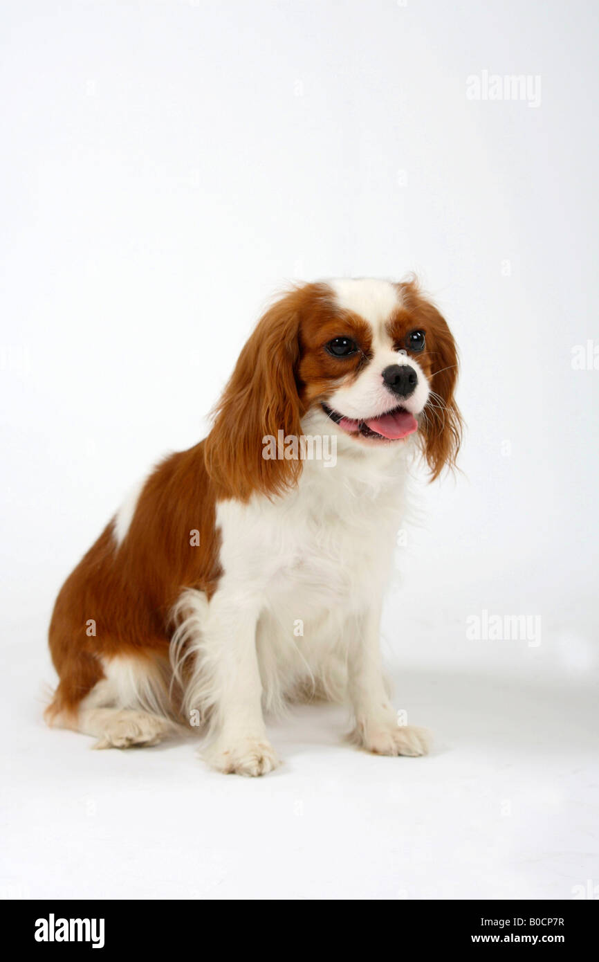 Cavalier King Charles Spaniel Blenheim Stock Photo - Alamy