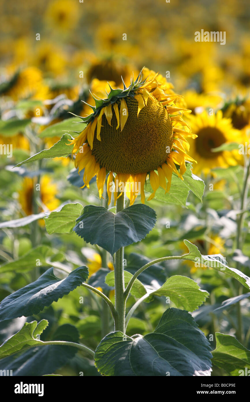Open sunflower head hi-res stock photography and images - Alamy