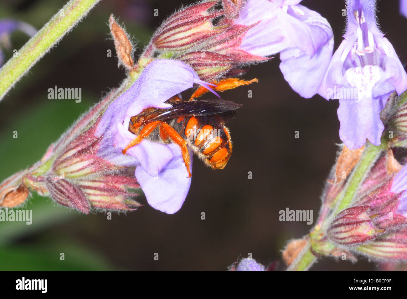 Spotted Red-resin Bee, Rhodanthidium sticticum. Collecting nectar on ...