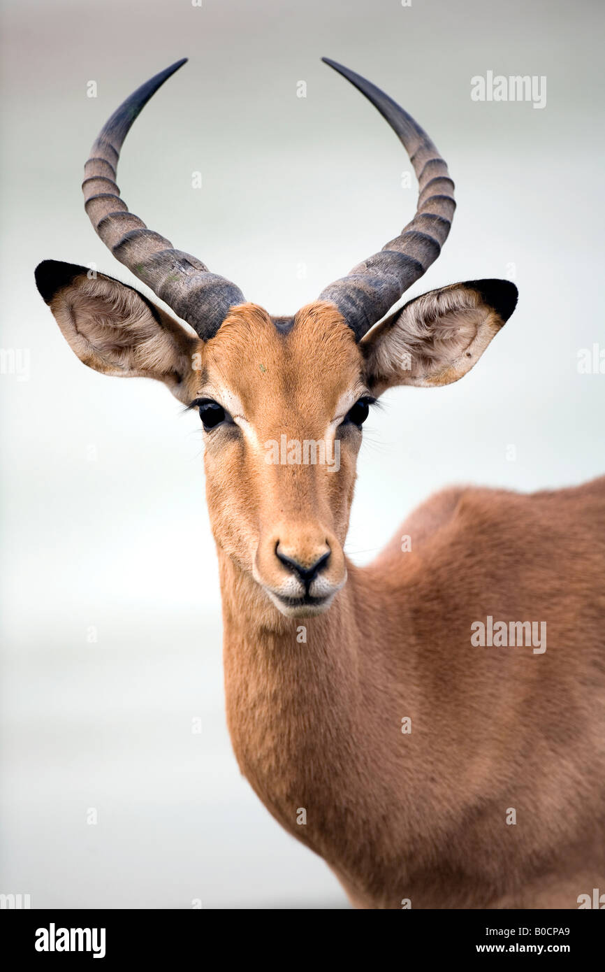 Ram with horns hi-res stock photography and images - Alamy