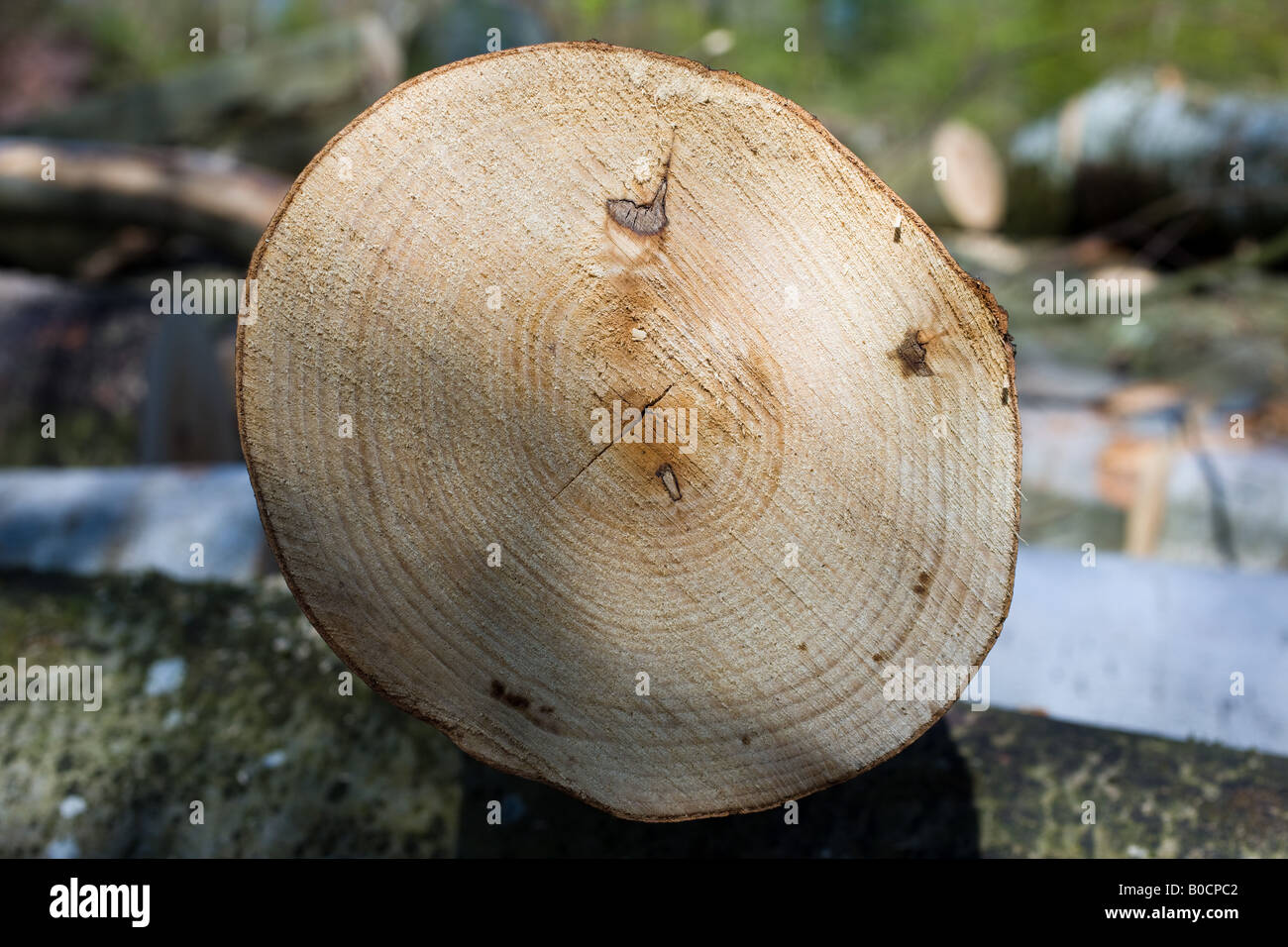 CROSS SECTION OF A BEECH TREE TRUNK SHOWING GROWTH RINGS ALSACE FRANCE ...