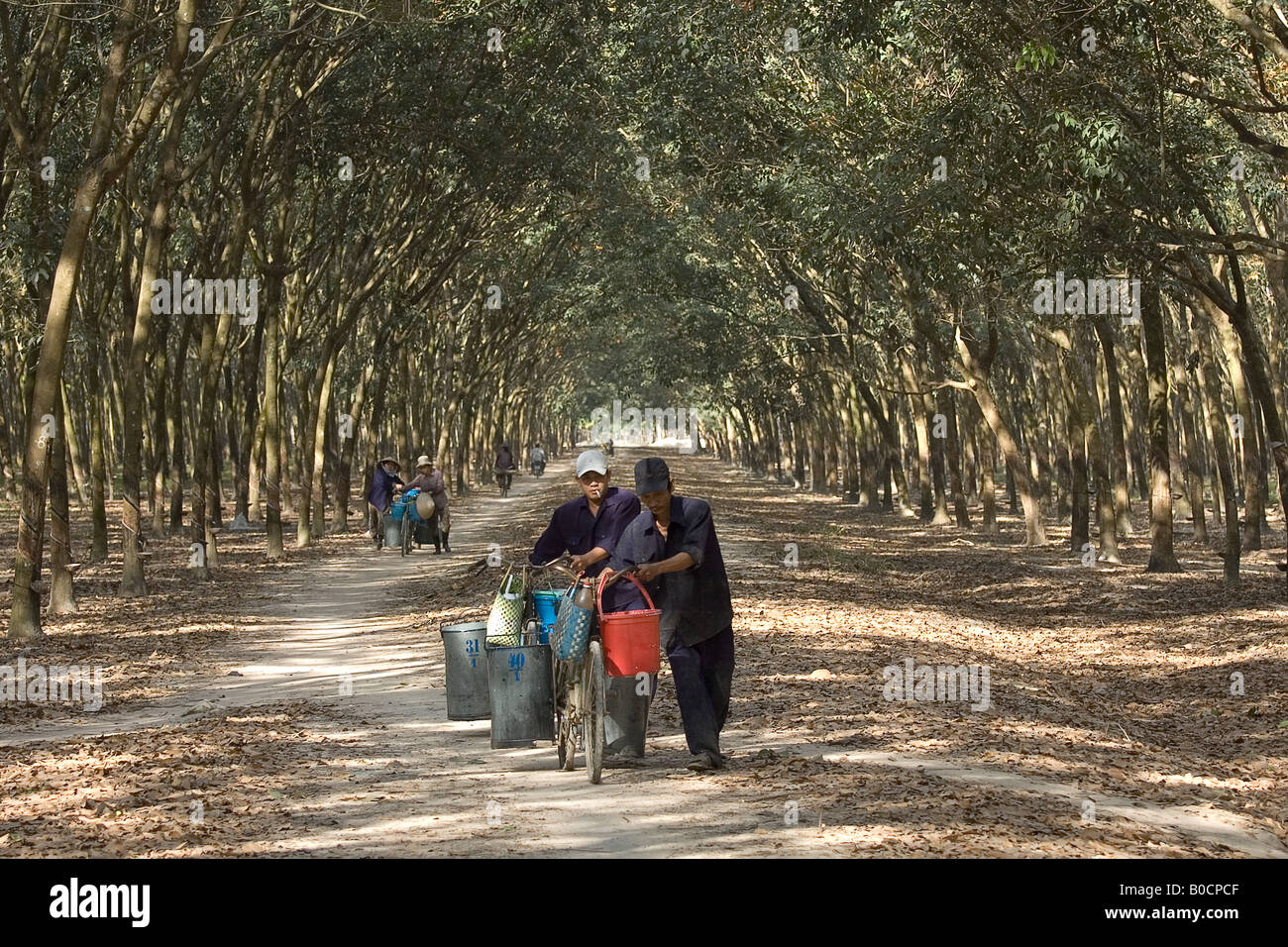 Rubber sap hi-res stock photography and images - Alamy