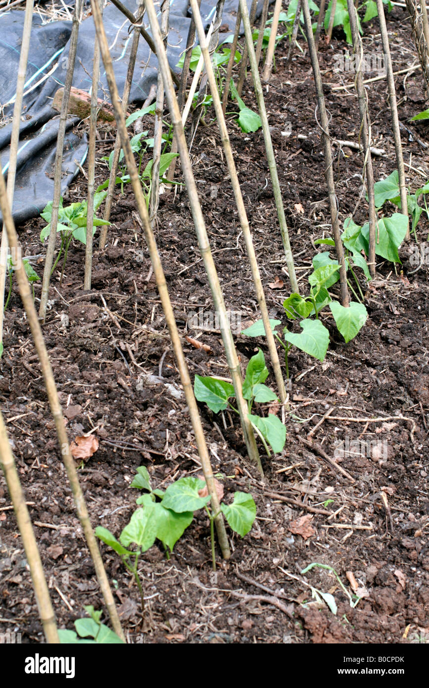 Runner beans canes hi-res stock photography and images - Alamy