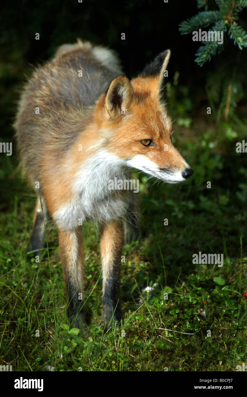 Red fox summer hi-res stock photography and images - Alamy