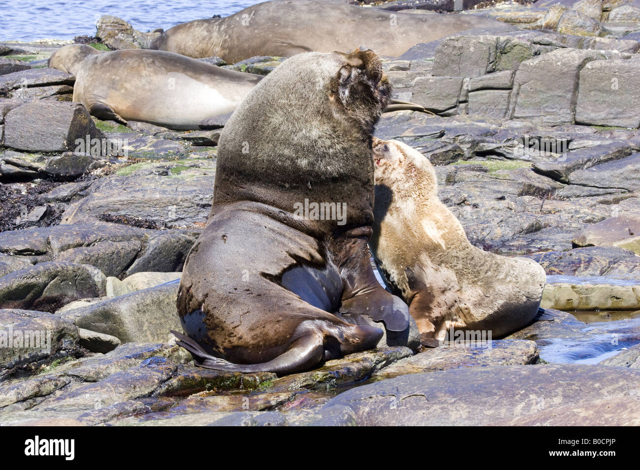 Male and female Southern Sea Lions (otaria flavescens) on rocks, Sea ...