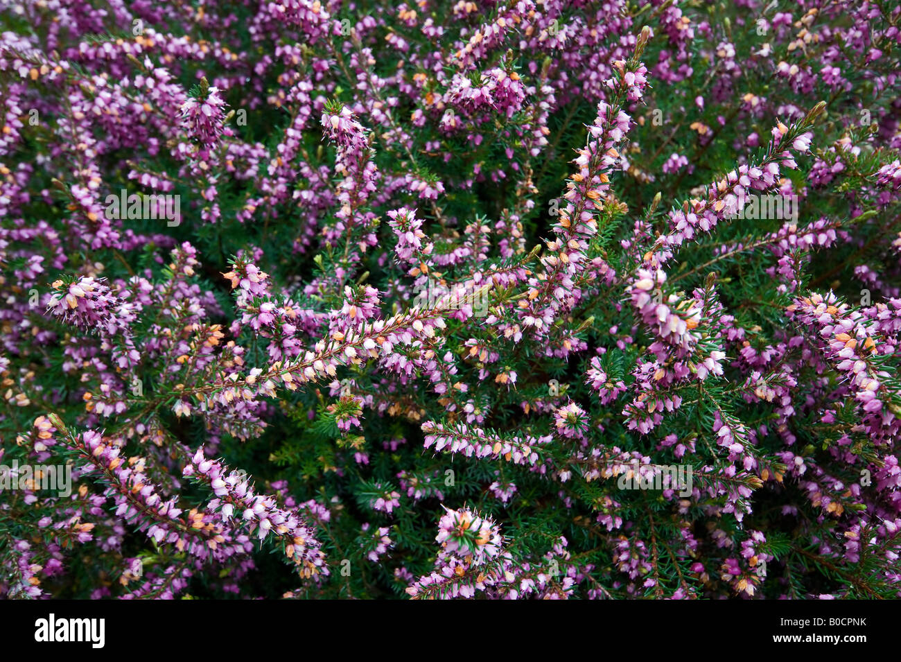 Heather in flower hi-res stock photography and images - Alamy