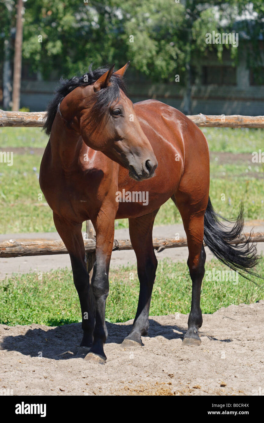The bay horse Stock Photo - Alamy