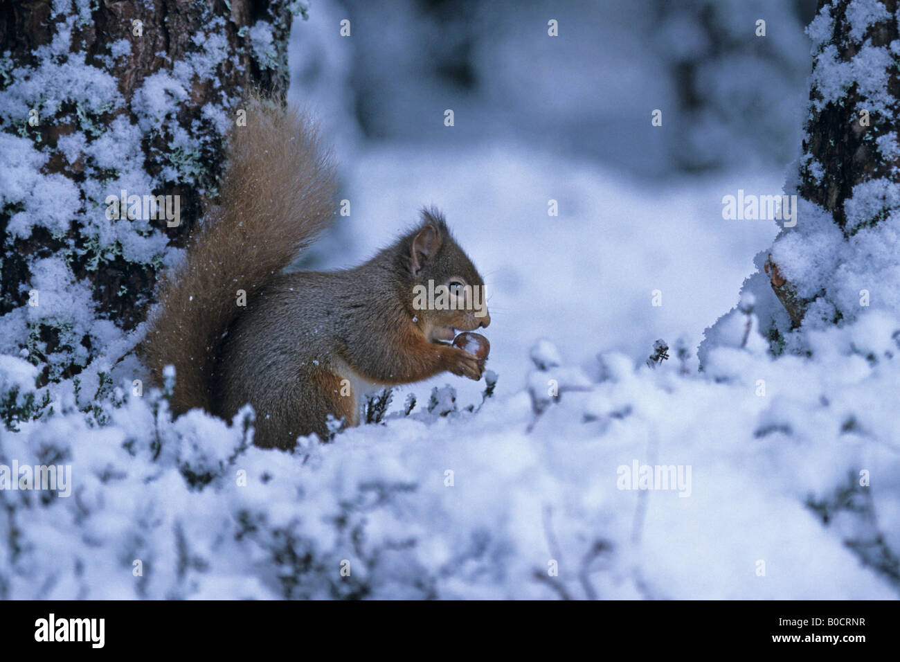 Squirrel base tree eating nut hi-res stock photography and images - Alamy