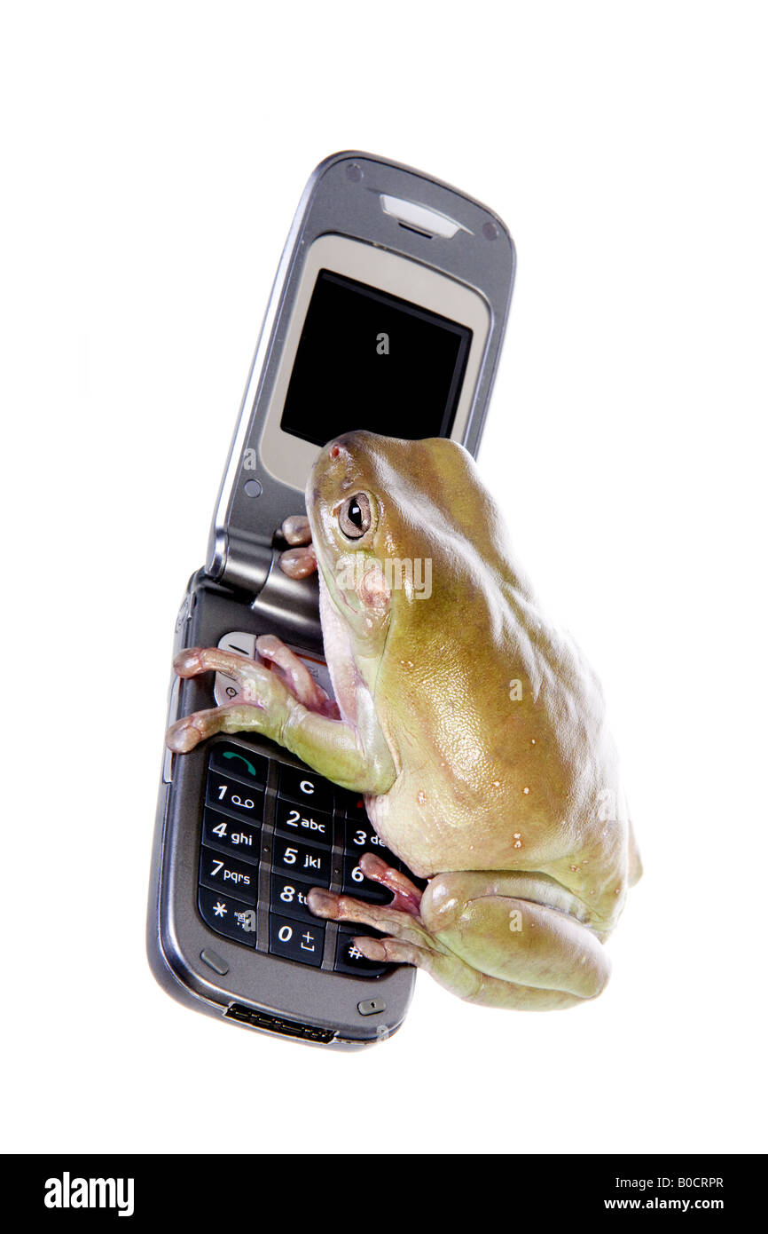 Dumpy Tree frog making a call on cell phone isolated on white ...