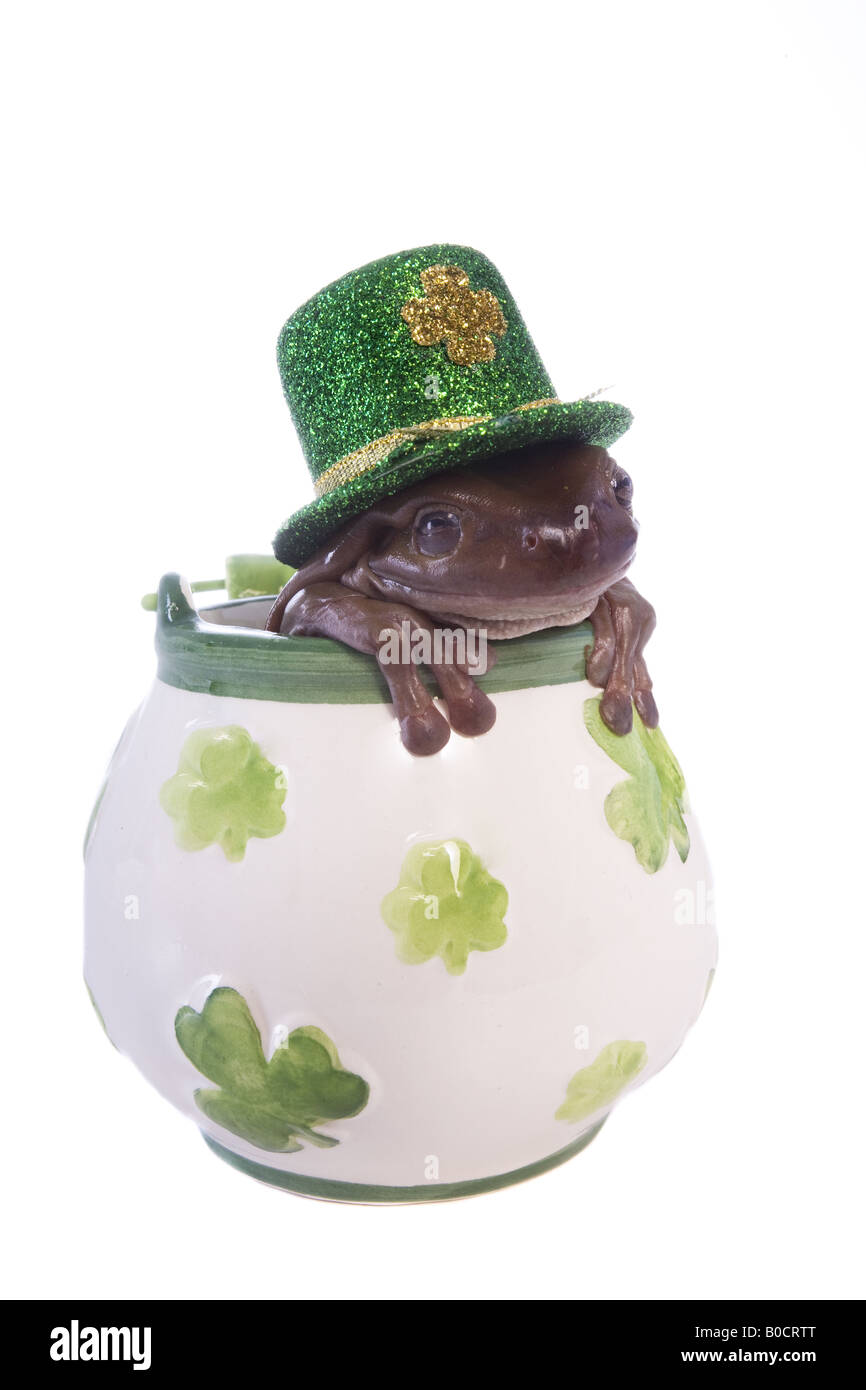 Dumpy fat tree frog hi-res stock photography and images - Alamy