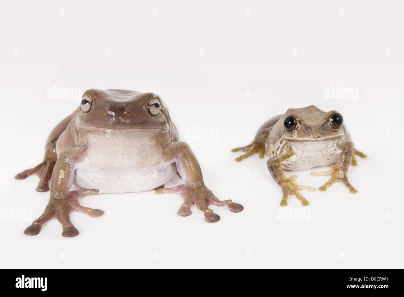 Two tree frogs together isolated on white Stock Photo - Alamy
