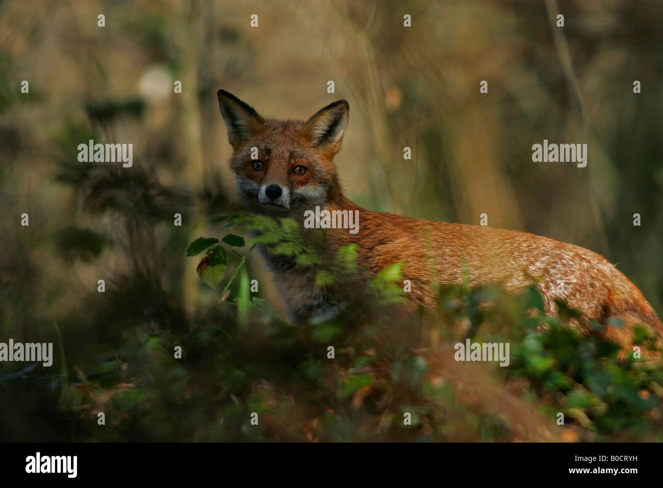 Skulking fox hi-res stock photography and images - Alamy