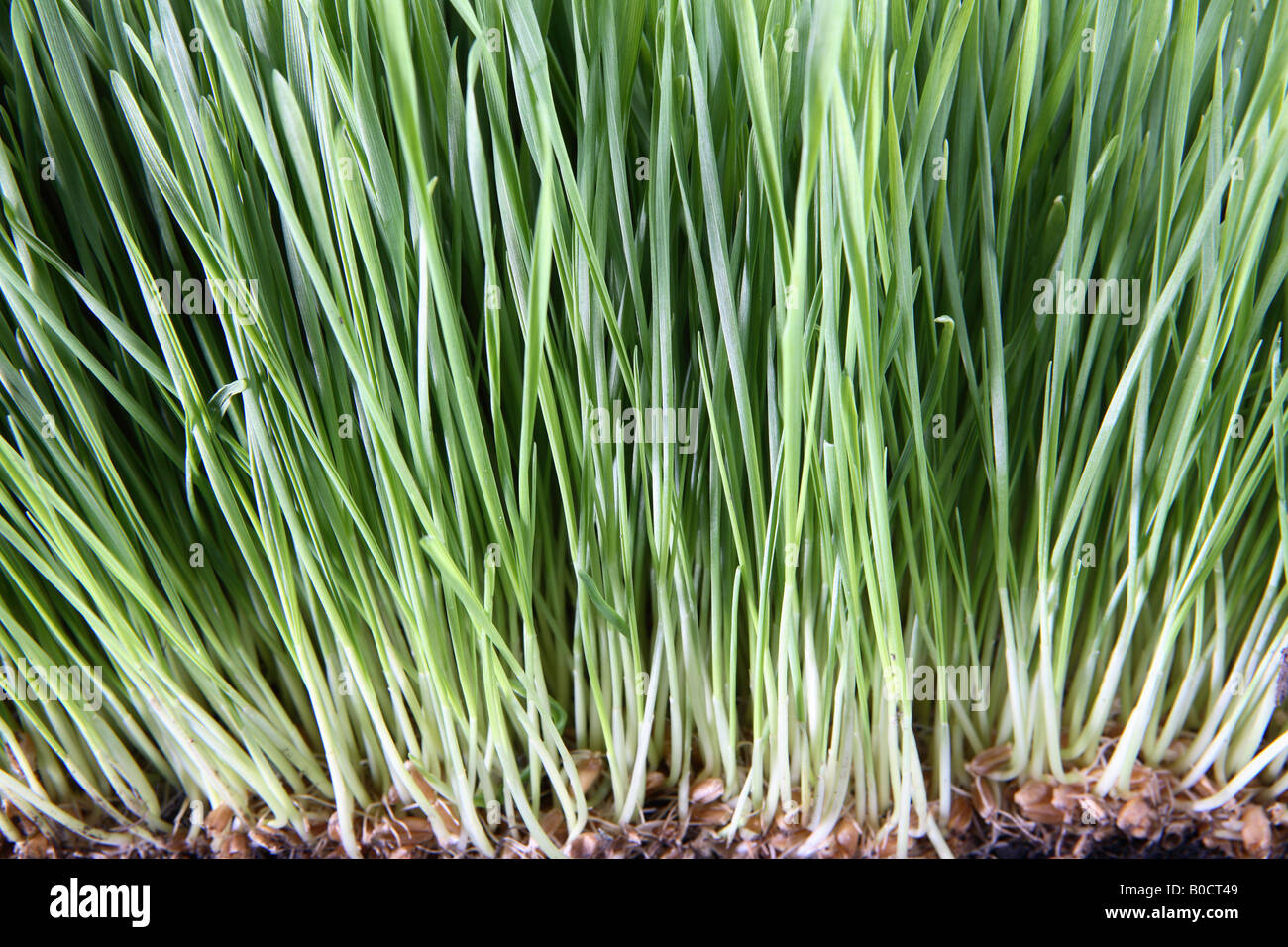 Agriculture soil crop cross section hi-res stock photography and images ...