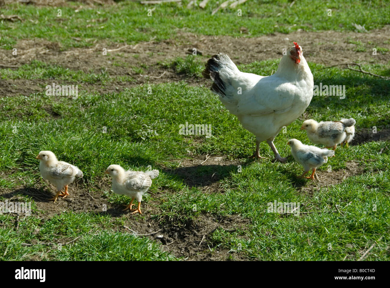 Stock photo of a mother hen with her five chicks as they graze outside ...