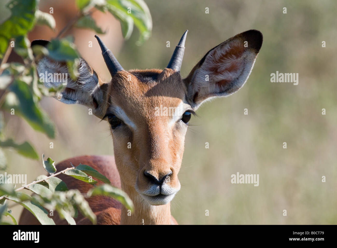 Baby impala close up portrait hi-res stock photography and images - Alamy