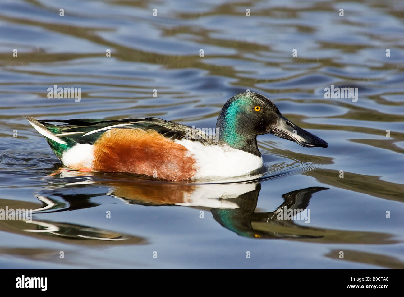 An adult male Shovellor duck in breeding plumage Stock Photo - Alamy