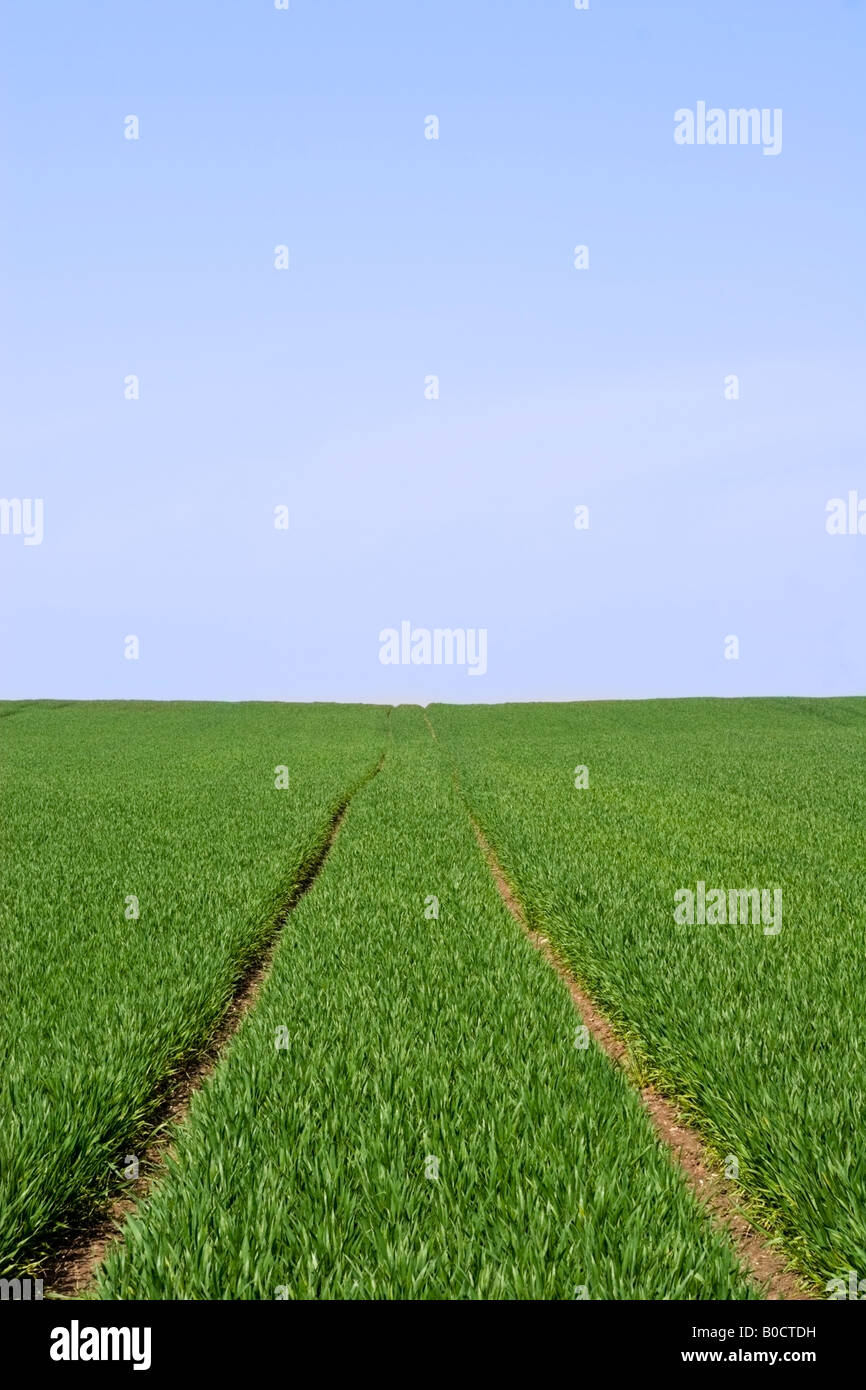 Track through a wheat field hi-res stock photography and images - Alamy