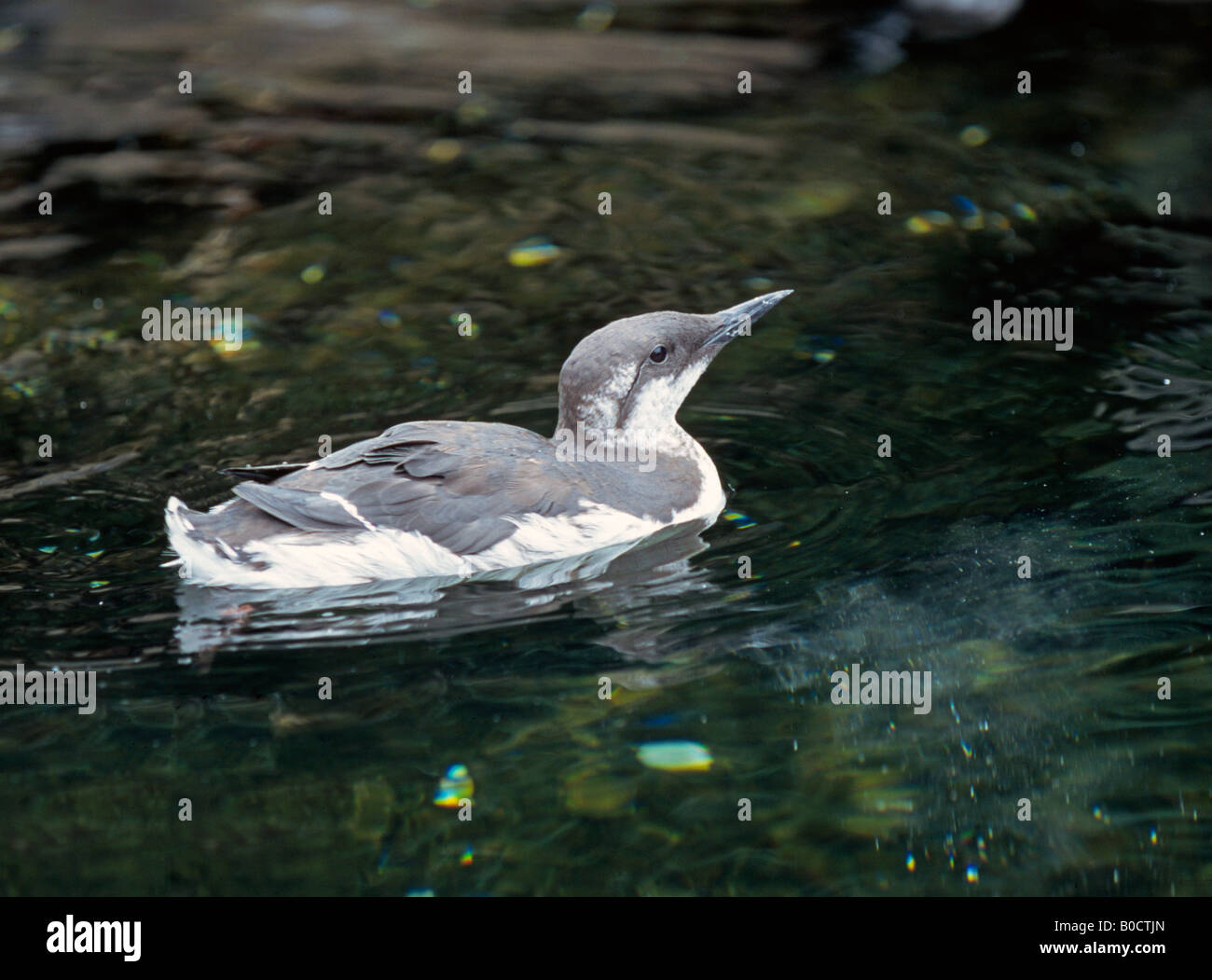 Portrait of a common murre Uria aalge a fairly common bird along the ...