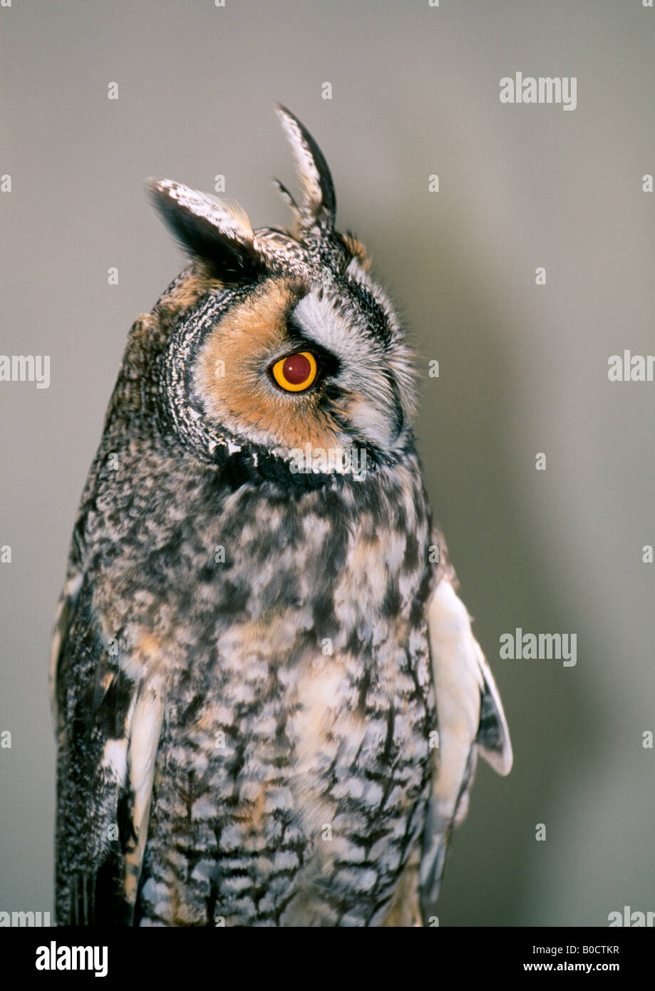 Portrait of a Long-eared Owl, Asio otus, a common owl in the United ...