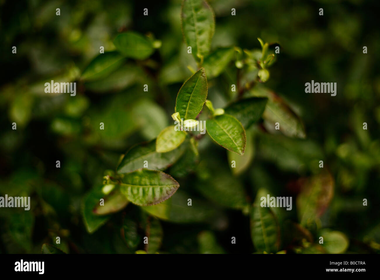 Dragon well hi-res stock photography and images - Alamy