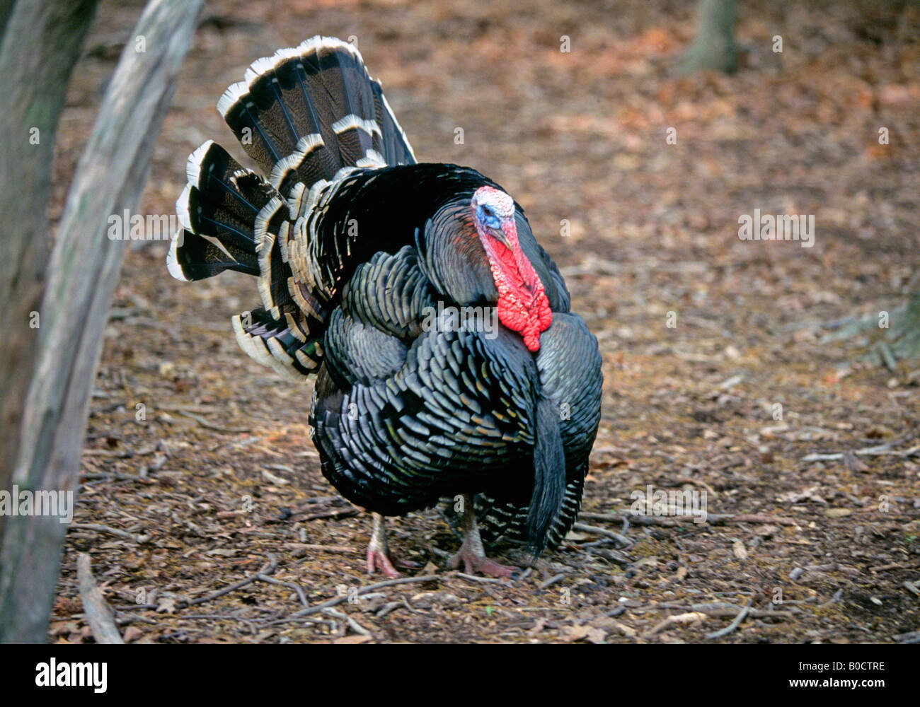 A portrait of a Wild Turkey Meleagris gallopavo a common large bird in ...