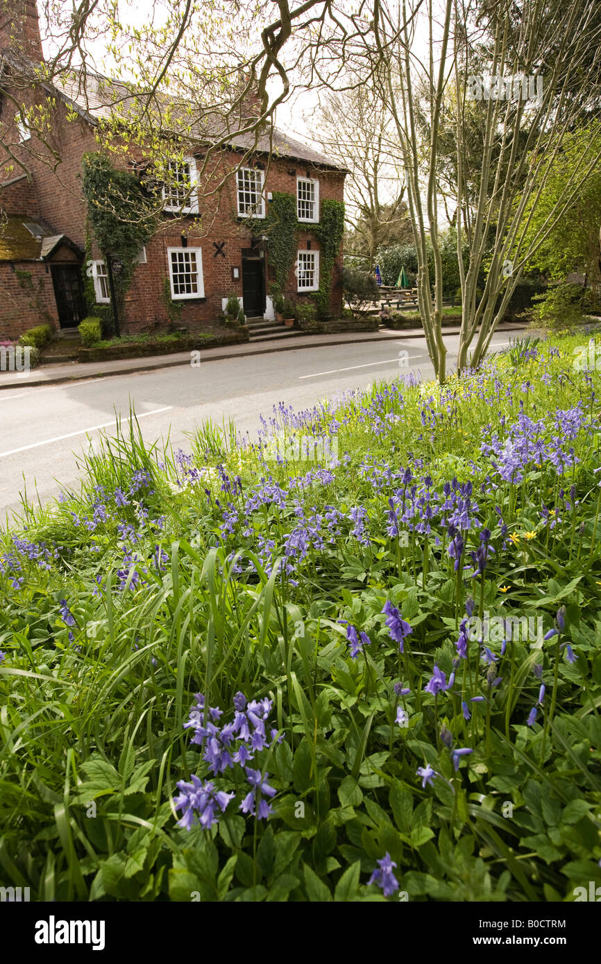 UK Cheshire Mobberley Bluebells and Church Inn Stock Photo - Alamy