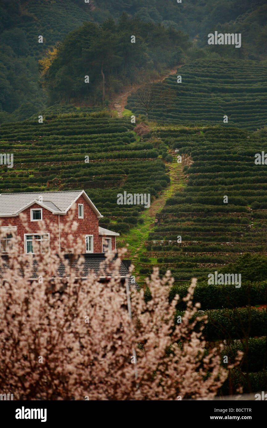 Dragon Well China Stock Photo - Alamy
