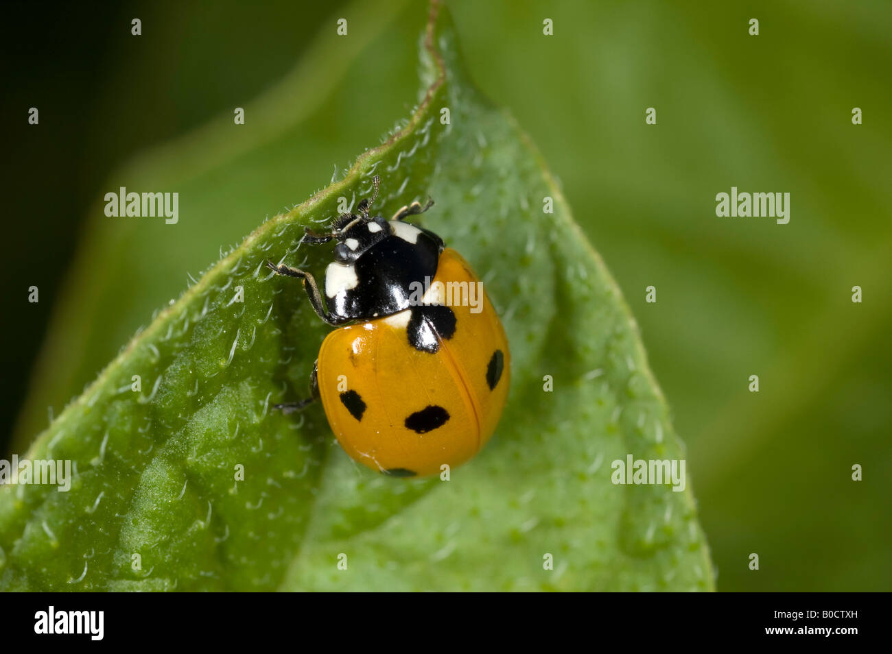 Seven-spot ladybird, Coccinella 7-punctata Stock Photo - Alamy