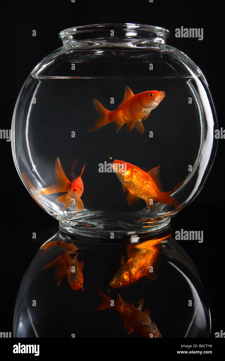 Goldfish bowl feed hi-res stock photography and images - Alamy