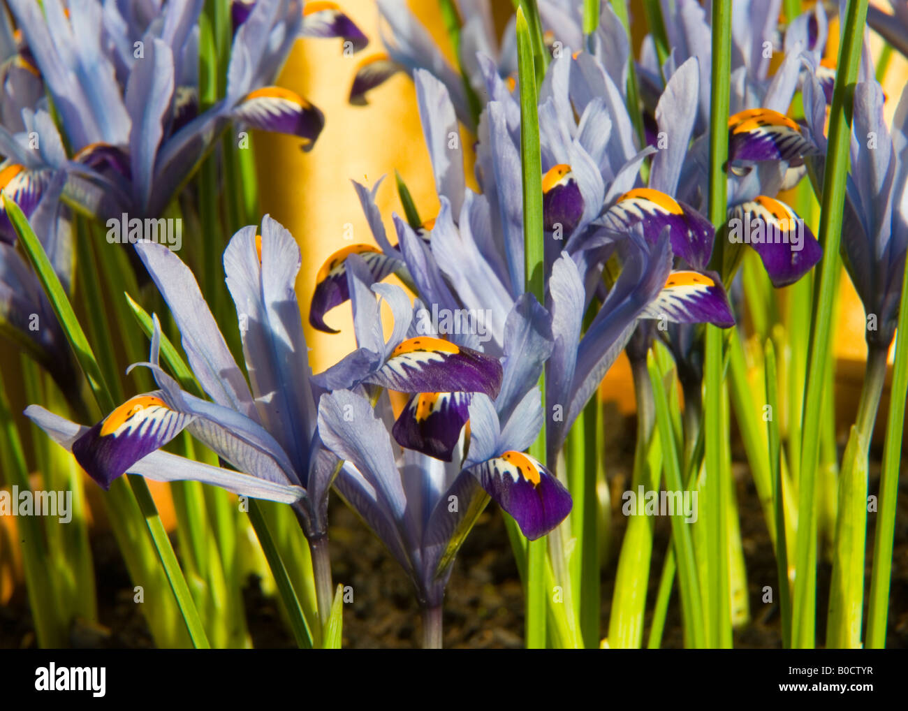 miniature dwarf iris Stock Photo - Alamy