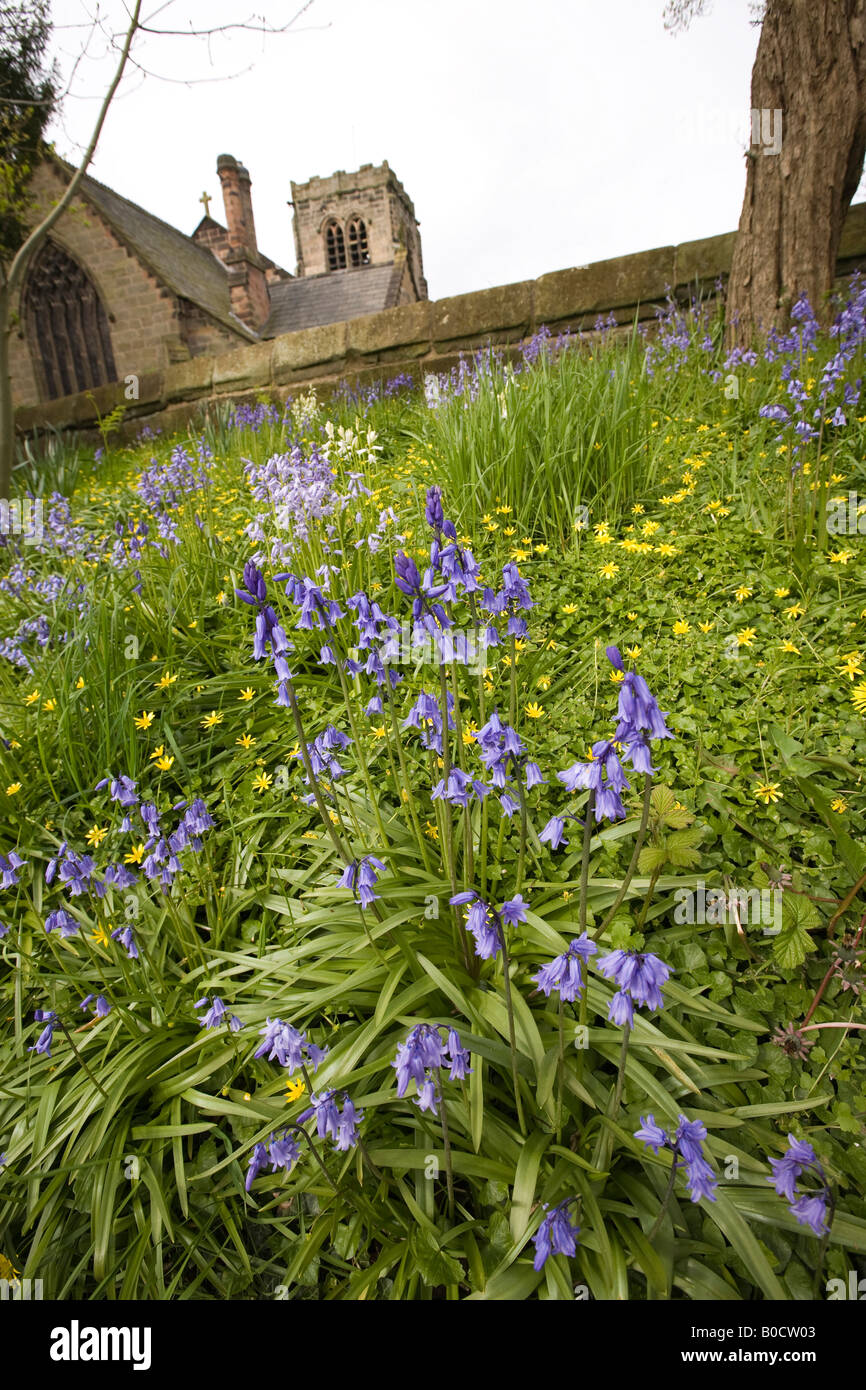 UK Cheshire Mobberley Bluebells outside St Wilfrids Church Stock Photo ...