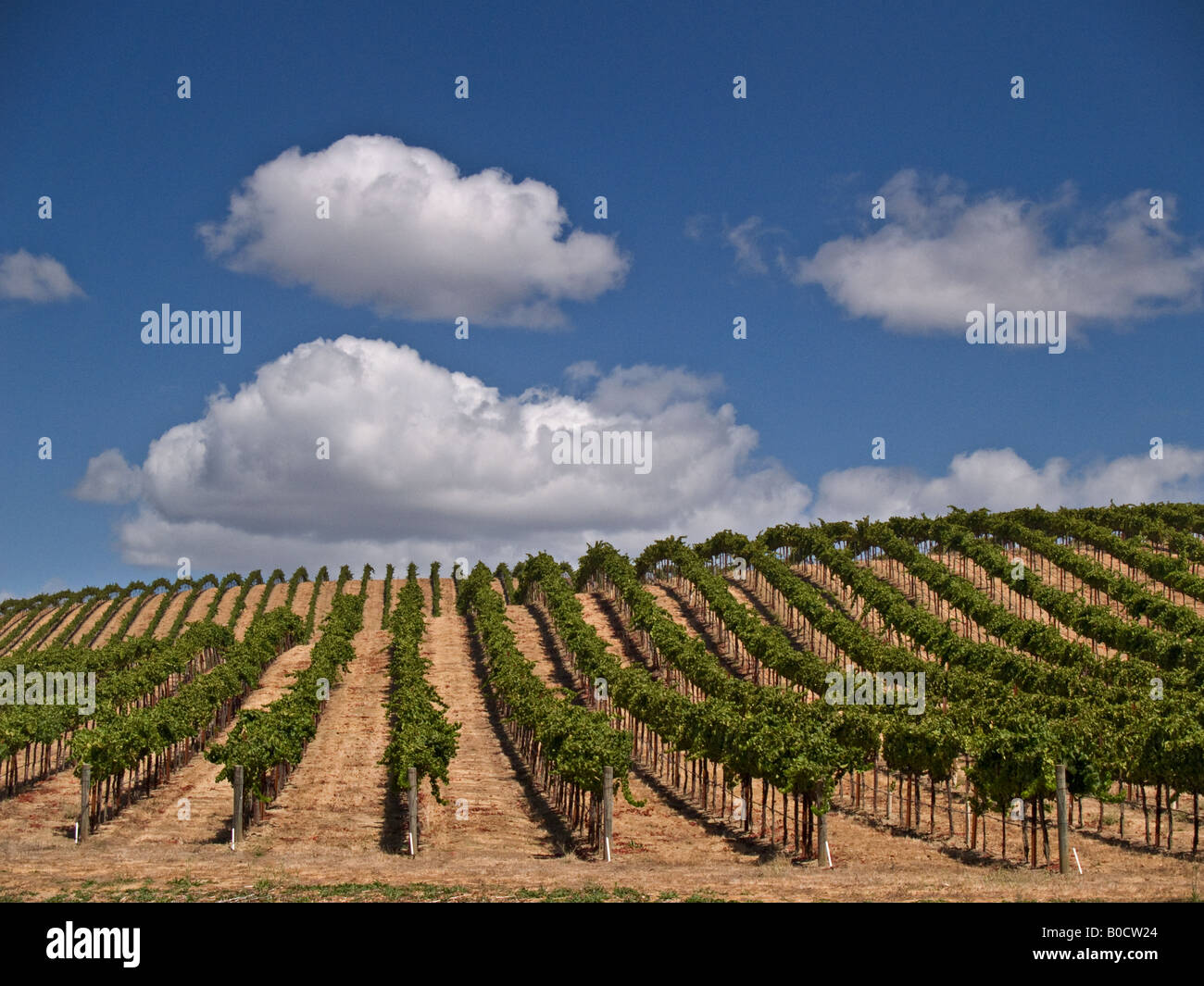 Vineyard with big clouds in Carneros Appelation of Napa Valley Stock ...