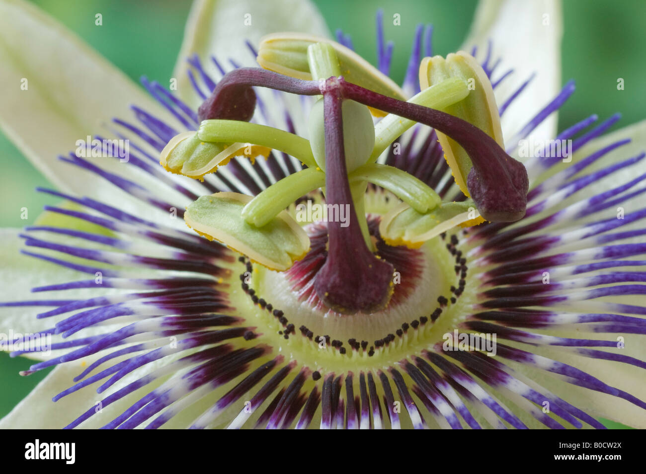 Close up of flower details in Passiflora caerulea, the blue ...